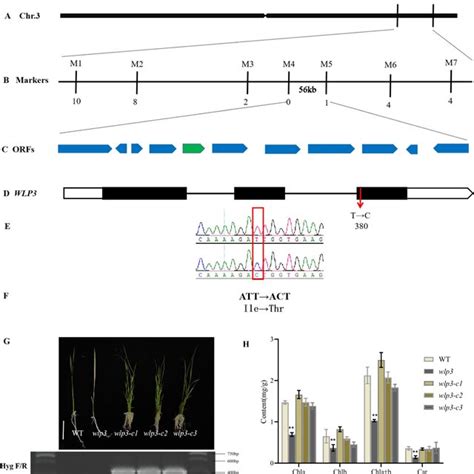 map based cloning of the wlp3 gene a preliminary mapping of the wlp3