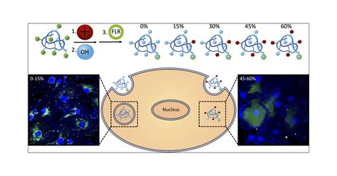 Cytosolic Delivery Of Single Chain Polymer Nanoparticles Acs Macro Letters