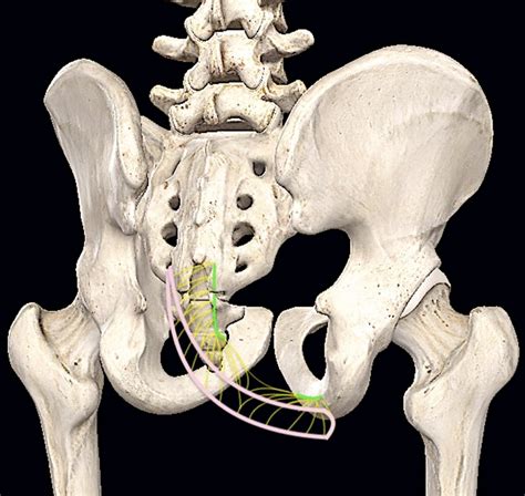3d Simulation Of Infragluteal Fold Yellow Color From Bony Attachments