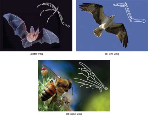 Homologous And Analogous Traits Biology For Majors Ii
