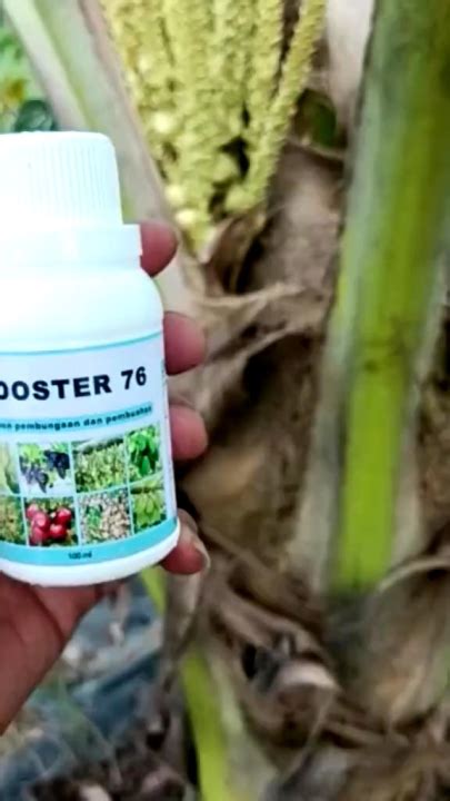 BOOSTER BELI GRATIS Pupuk Organik Pelebat Penyubur Dan Pembesar Tanaman Buah Dan