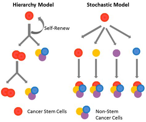 hierarchy model and stochastic model download scientific diagram
