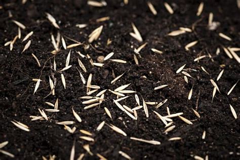 Should I Worry If My Grass Seed Is Not Growing After Weeks Obsessed Lawn Garden
