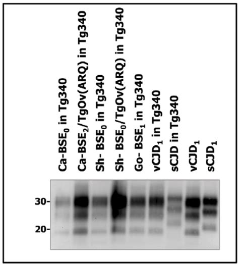 Western Blots Analysis Of Prp Res In The Brains Of Tg650 Download