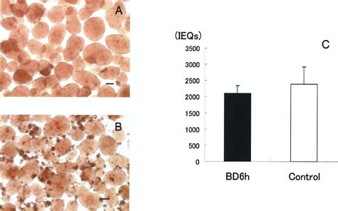 Islet Recovery And Purity After Isolation The Appearance Of The