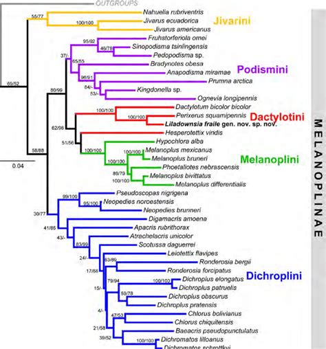 A Phylogeny Of Melanoplinae Based On Coi And Coii Genes Shown Here Is Download Scientific