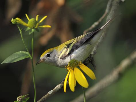 Chestnut Sided Warbler Female