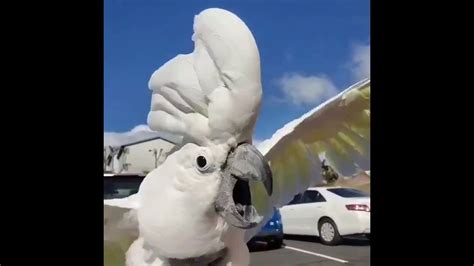 Screaming Cockatoo Youtube In 2023 Cockatoo Scream Youtube