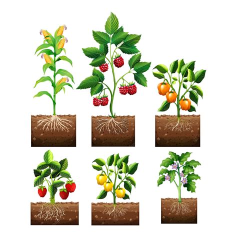 Овощи и фрукты дизайн коллекции Премиум векторы