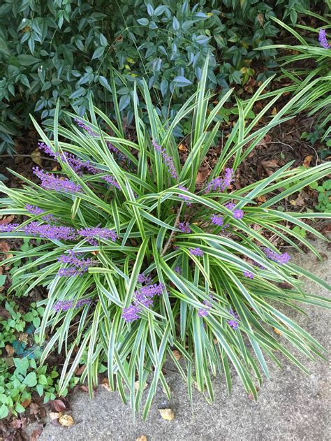 Liriope Varigated Monkey Grass Varigated Lirope Monkey Grass