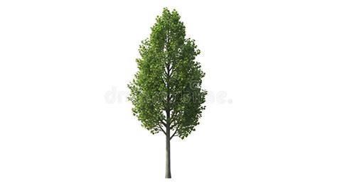 Tall Narrow Deciduous Tree Asset On White Stock Illustration