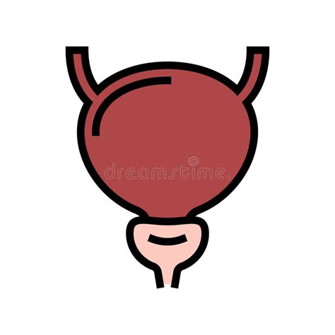 Bladder Human Organ Color Icon Vector Illustration Stock Vector