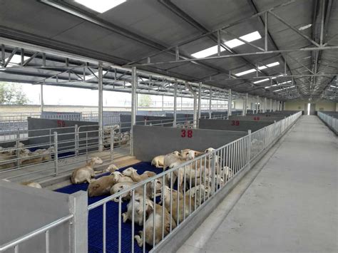 Sispa About Us Sustainable Intensive Sheep Production Alliance