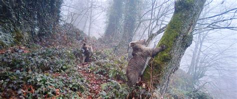 კახეთის მხარე ქვეყანაში პანდემიასთან ბრძოლის ახალი ეტაპი იწყება რაც მასობრივ ვაქცინაციას