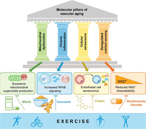 Effects Of Regular Exercise On Vascular Function With Aging Does Sex