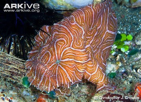 Psychedelic Frogfish Alchetron The Free Social Encyclopedia