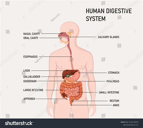 Digestive System Organs And Functions
