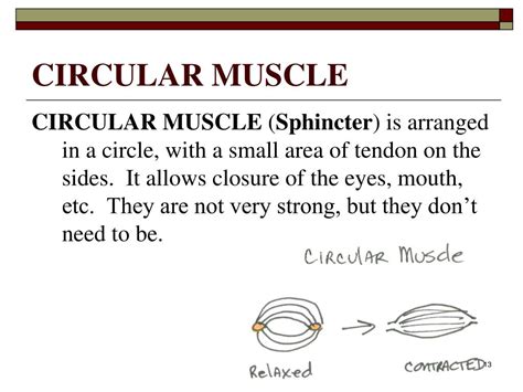 Ppt Muscles Powerpoint Presentation Free Download Id526660