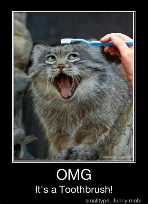 Damn Cat Meme By Kittycatbutts Memedroid