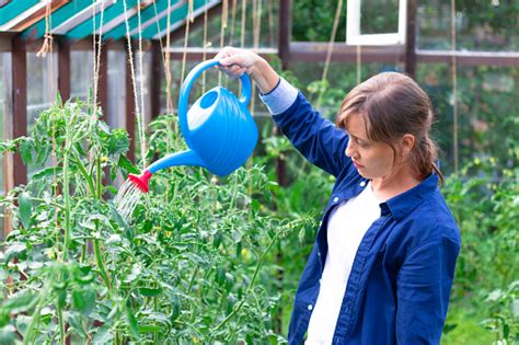 파란 셔츠를 입은 한 여성이 더운 여름날 온실에 있는 식물에 물을 뿌린 다 선택적 초점 30 34세에 대한 스톡 사진 및 기타 이미지 30 34세 건강한 생활방식