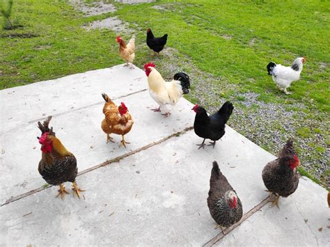 Types Chickens Images Free Download On Freepik