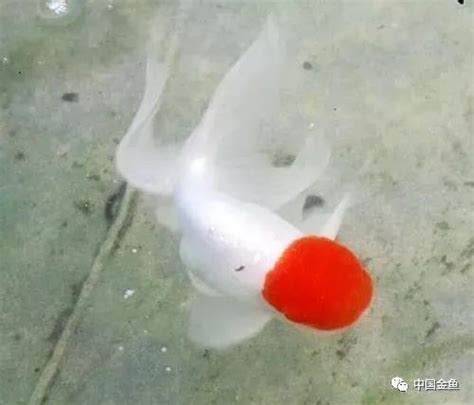 領略世界各國最美的金魚品種 每日頭條