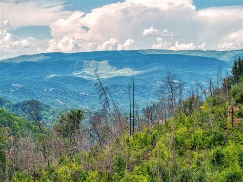 Lullaby Falls Bear Camp Cabin Rentals