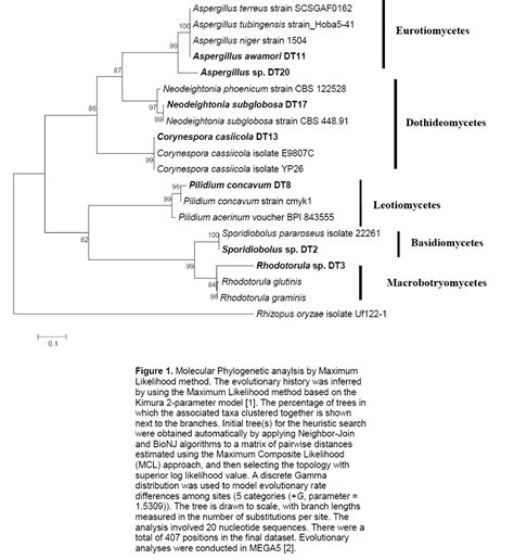 Antioxidant Activities Of Fungal Endophytes Isolated From Strawberry