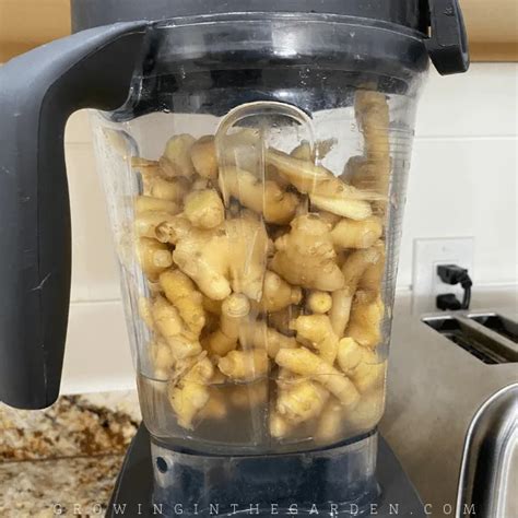 How To Grow Ginger 8 Tips For Growing Ginger Reportwire
