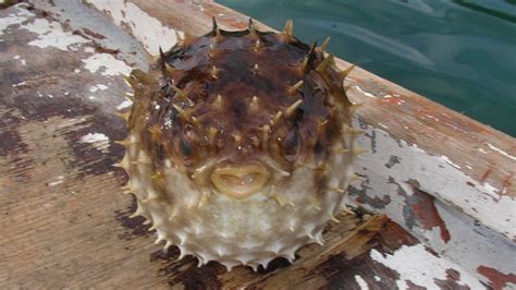 Open Source OpenBSD 7 5 ist veröffentlicht Golem de