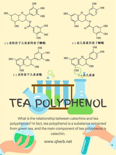 What Is Tea Polyphenol？ Plant Extract Manufacturer