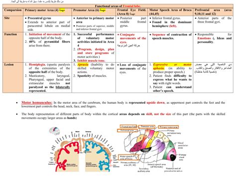 Brain Functional Areas Frontal Parietal Temporal Occipital Lobes