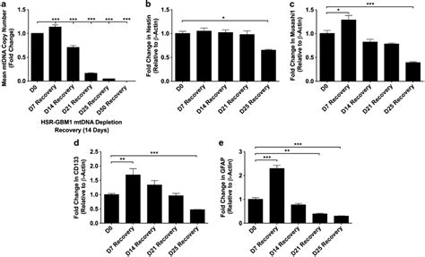 Recovery Of Mtdna Copy Number And Gene Expression In Depleted Gbm