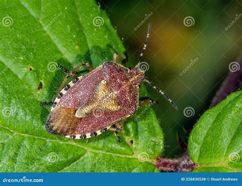 Dolycoris Baccarum The Sloe Bug Is A Species Of Shield Bug In The