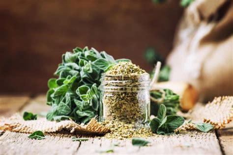 Para qué sirve el ORÉGANO como PLANTA MEDICINAL Propiedades y Usos