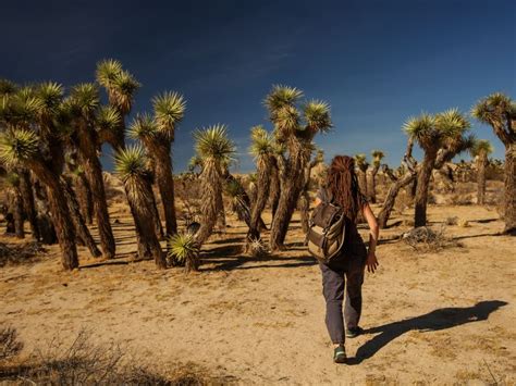 The 12 Best Hikes In Joshua Tree National Park