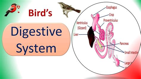 Bird Digestive System
