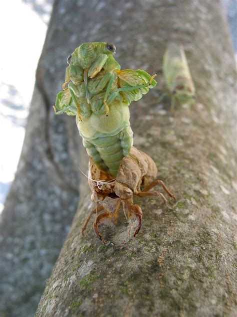 Cicada Birth Provence Free Pictures Free Photos Free Image From