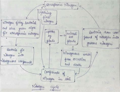 Schematic Representation Of Nitrogen Cycle Circuit Diagram