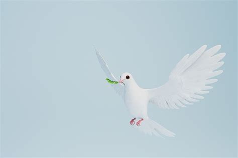 푸른 배경에 부리에 올리브 가지가있는 평화의 하얀 비둘기 복사 붙여 넣기 복사 공간 3d 렌더링 교회에 대한 스톡 사진 및 기타