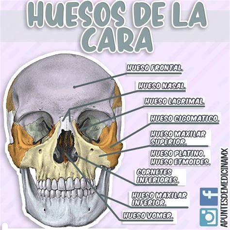Pin De Andrea Otero En Aparato Locomotor Huesos De La Cara Huesos