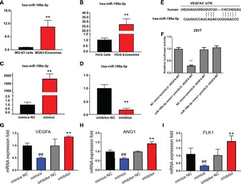 Exosomal Mir 199a 5p Inhibits Tumorigenesis And Angiogenesis By