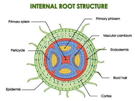 Anatomy Of The Root Of Both Dicot And Monocot Plants