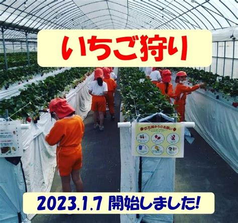 いちご狩り 2023年1月7日スタート 百花園ゴルフ場予約不要ファミリーや女性も大歓迎