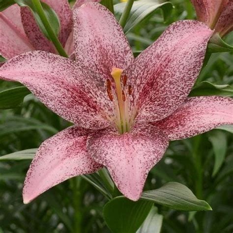 LA Lilium Sweet Sugar