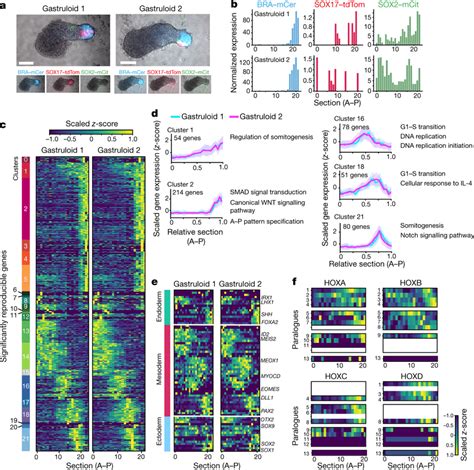Transcriptomic Anteroposterior Organization Of Human Gastruloids A