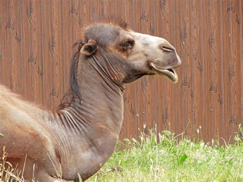 Chameau De Bactriane Domestique Camelus Bactrianus Ferus Layin Dans Le