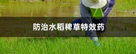 防治水稻稗草特效药 如意谷