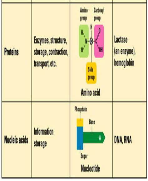 Life S Macromolecules Biology Discover Life