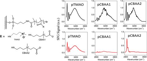 Molecular Structures Of Zwitterionic Polymers Left And The Sfg